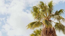 Motif Geelong – Development